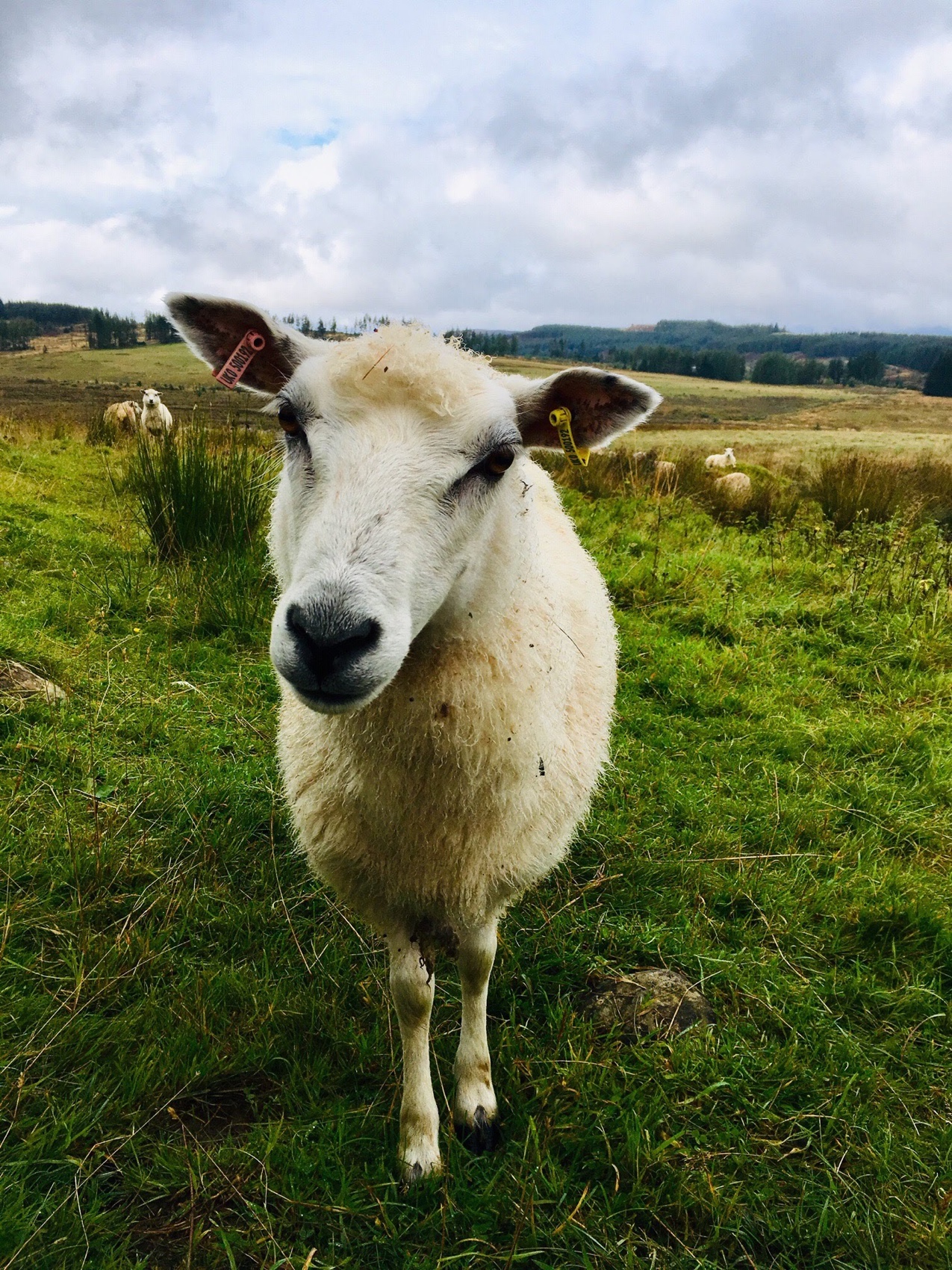 Roxy the Sheep – HighlandHeffalump
